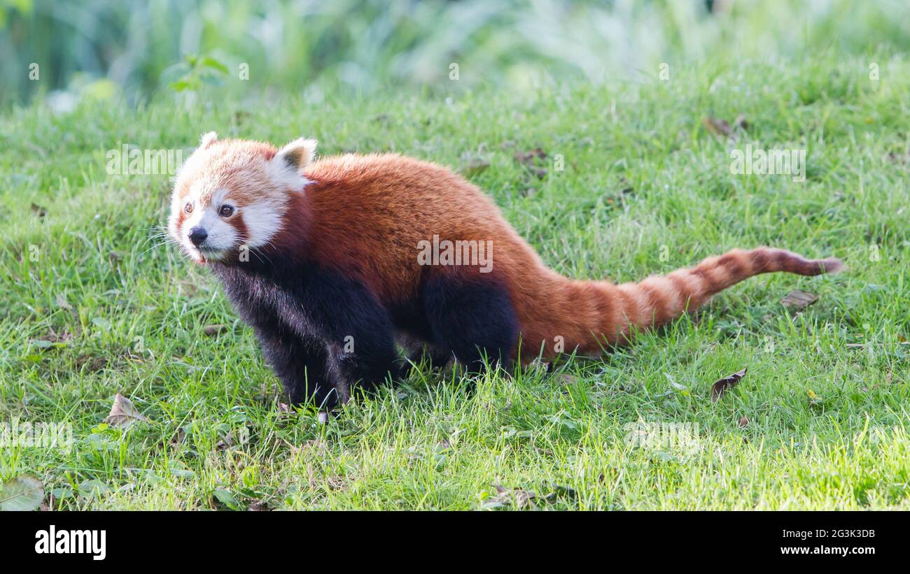 The Red Panda, Firefox or Lesser Panda Stock Photo - Alamy