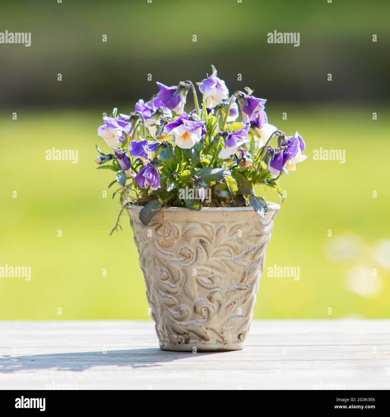Flowers in pot Stock Photo - Alamy