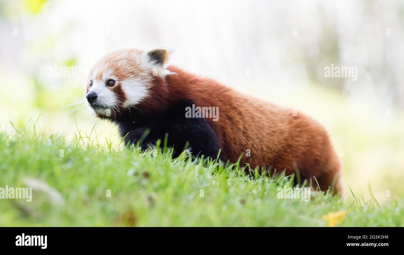 The Red Panda, Firefox or Lesser Panda Stock Photo - Alamy