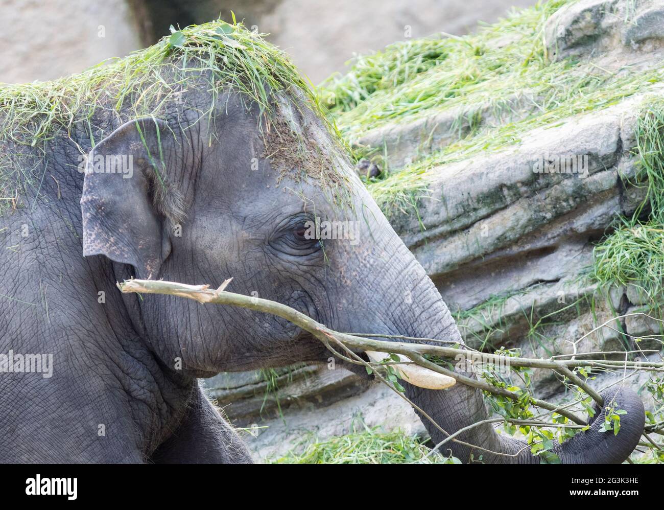 Asian elephant playing Stock Photo - Alamy