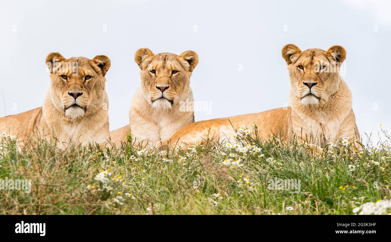 Three female lions Stock Photo - Alamy