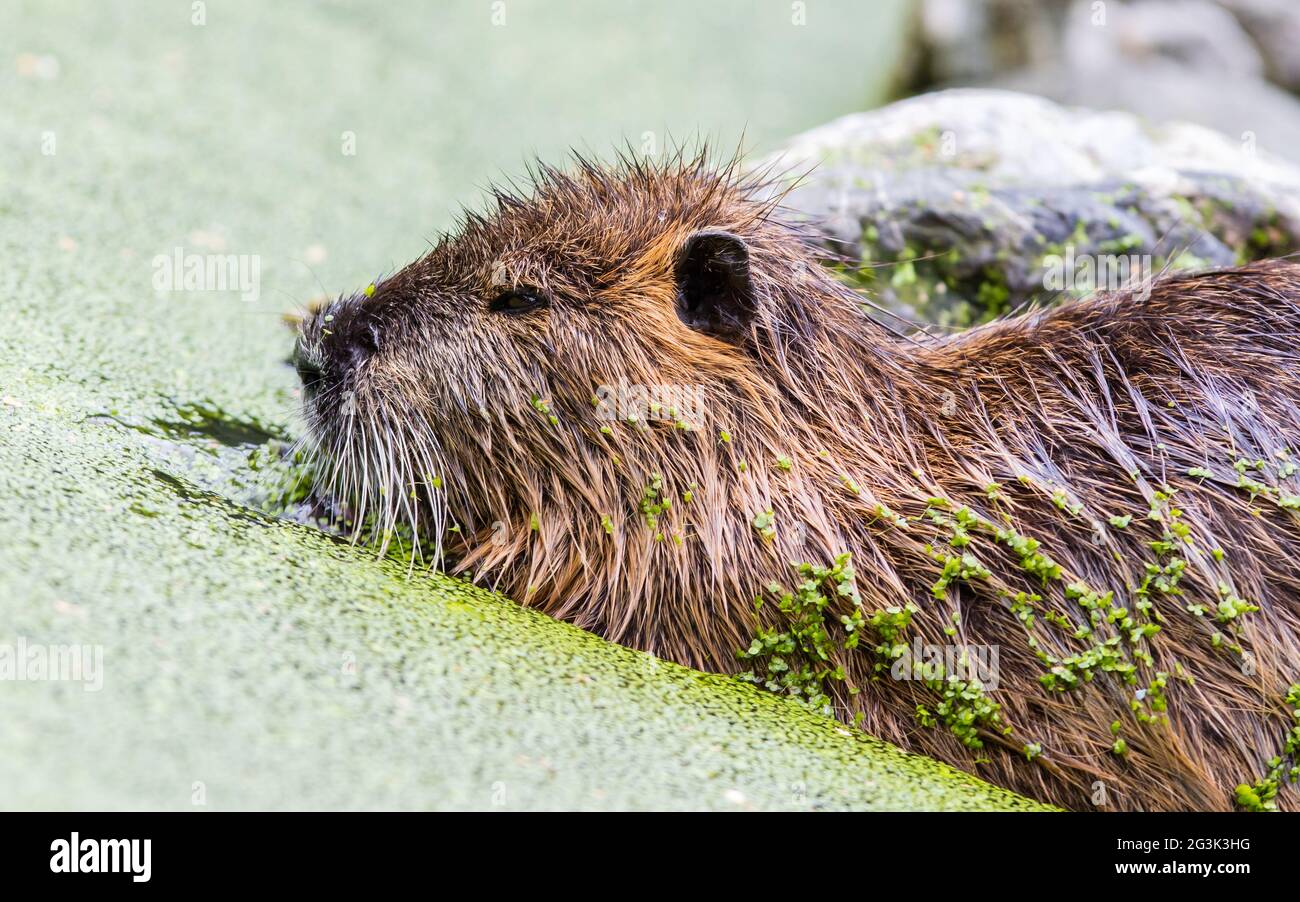 Beaver dragging tree hi-res stock photography and images - Alamy