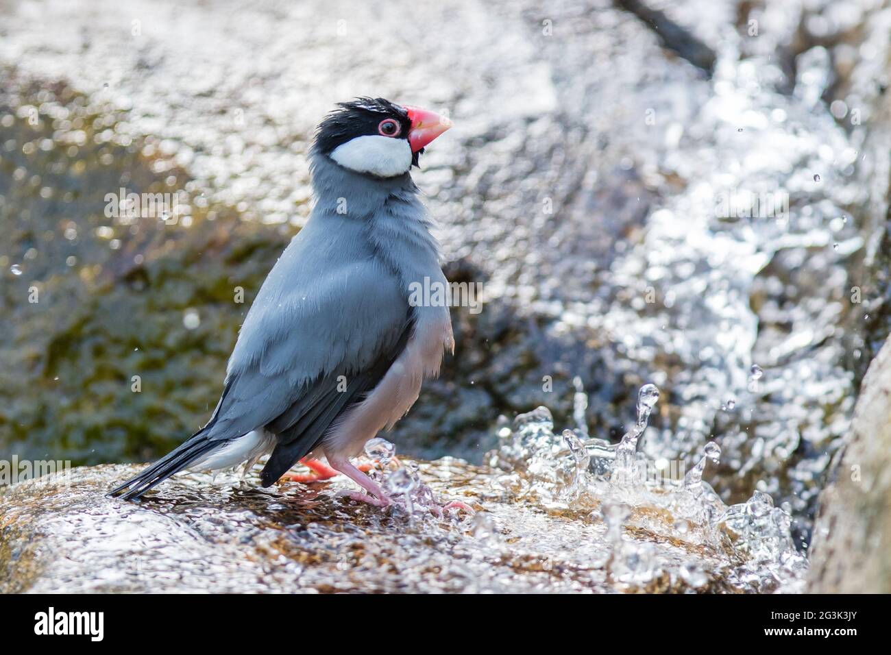 Female java sparrow java finch hi-res stock photography and images - Alamy