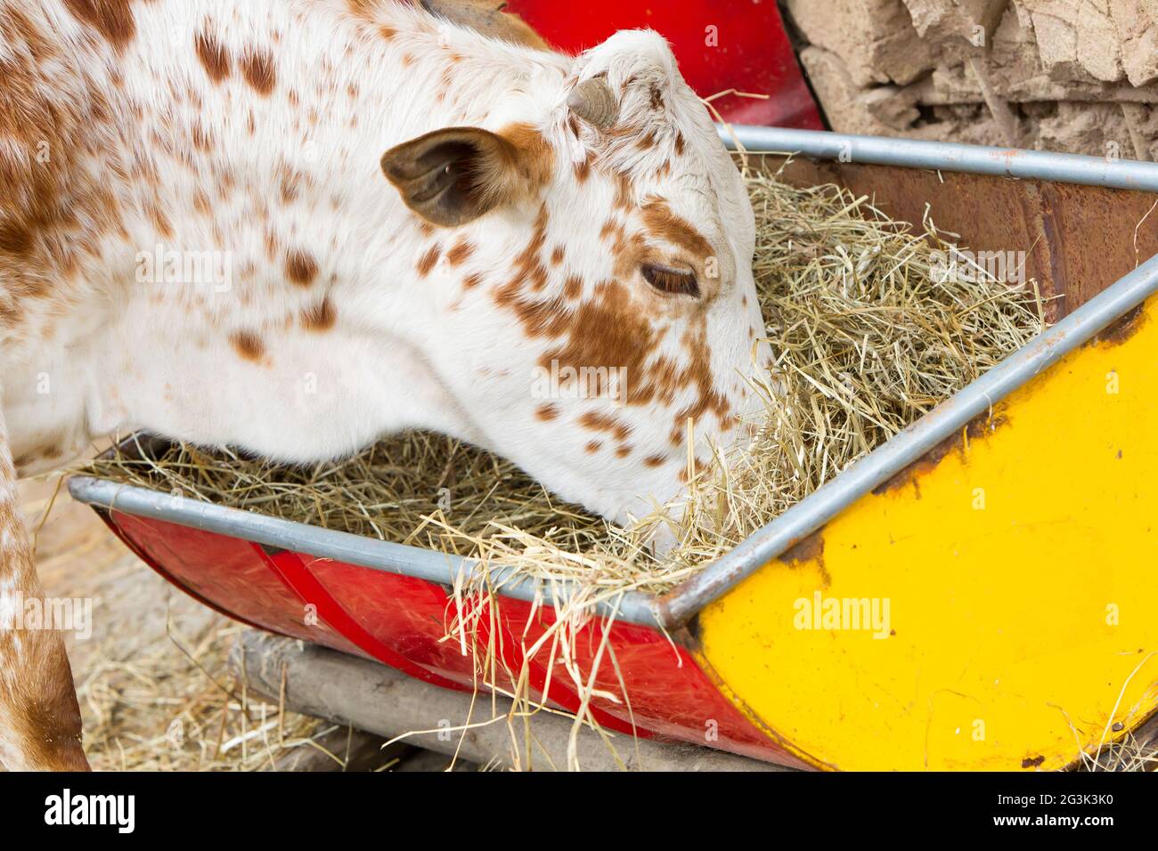 Healthy eating animal pen hi-res stock photography and images - Alamy