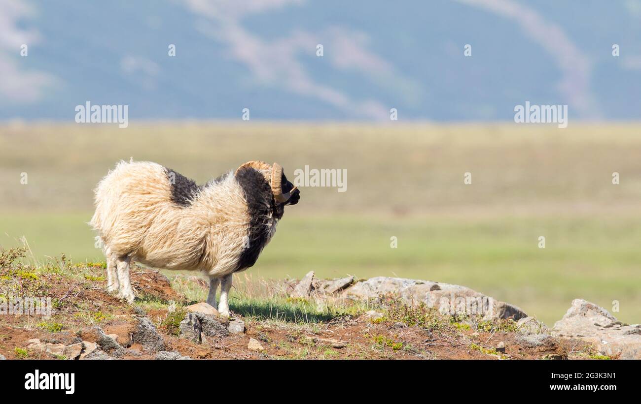 One Icelandic big horn sheep Stock Photo - Alamy
