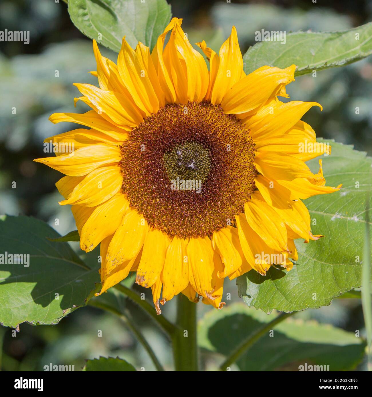 Single sunflower blooming Stock Photo - Alamy