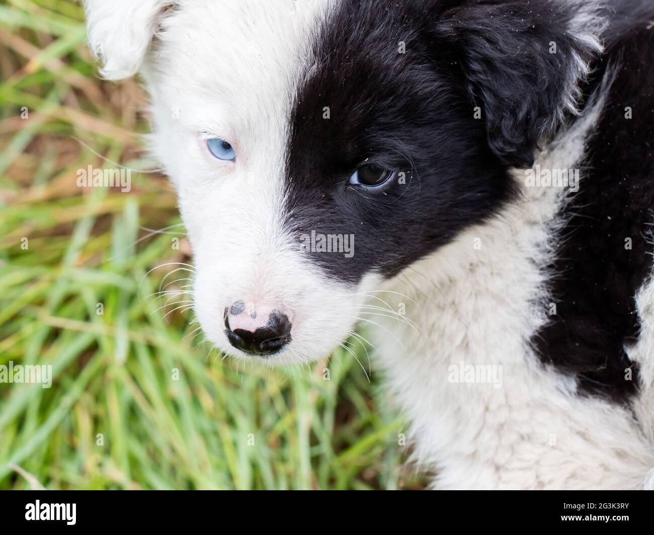 Border Collie puppy on a farm Stock Photo - Alamy