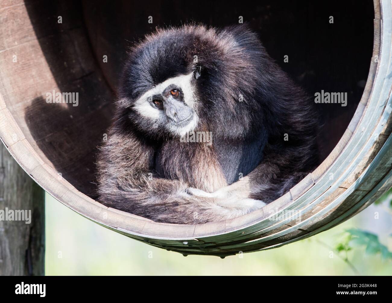 Gibbon posing hi-res stock photography and images - Alamy