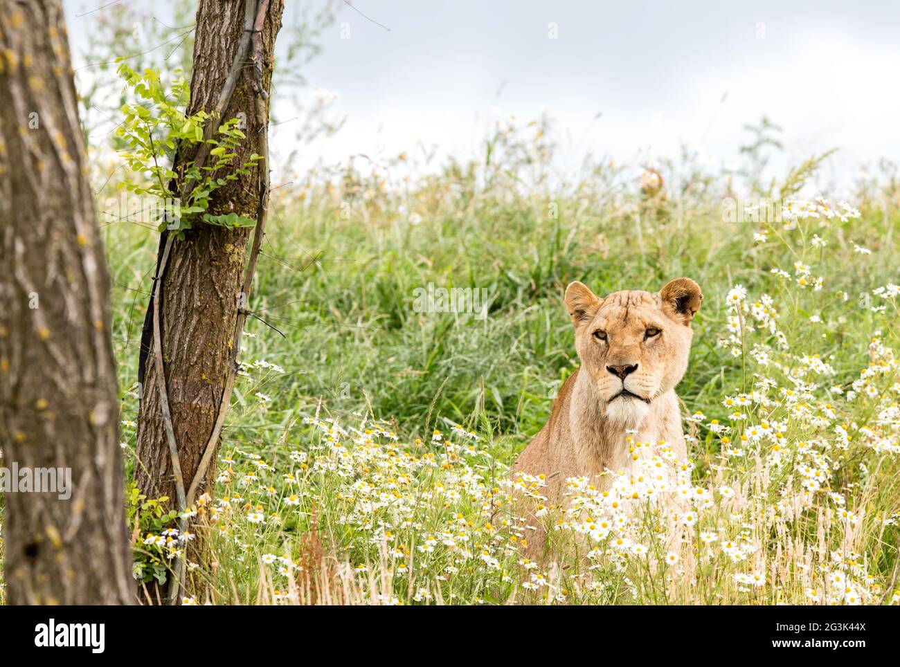 Single female lion Stock Photo - Alamy