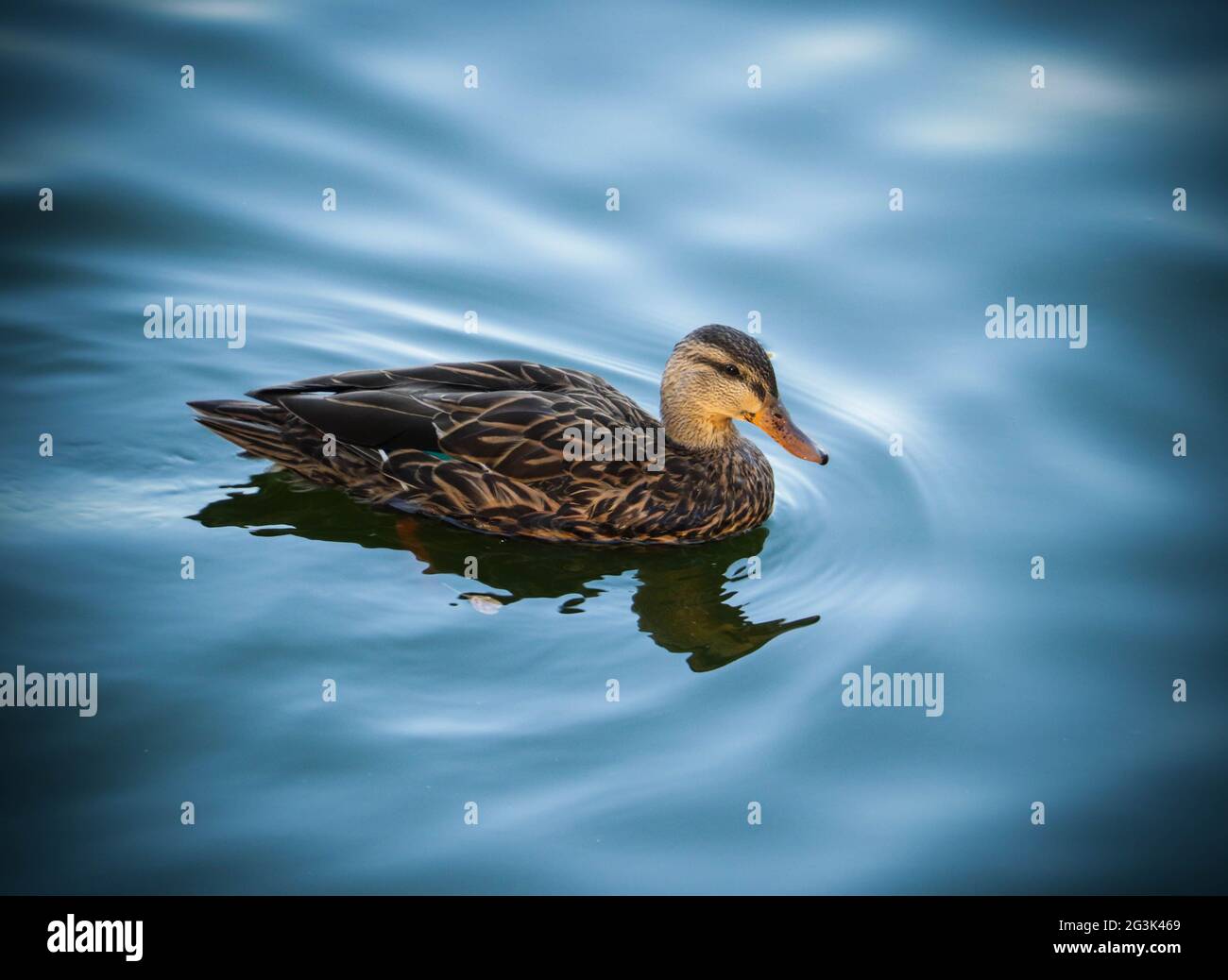 Aquatic duckling cute hi-res stock photography and images - Alamy