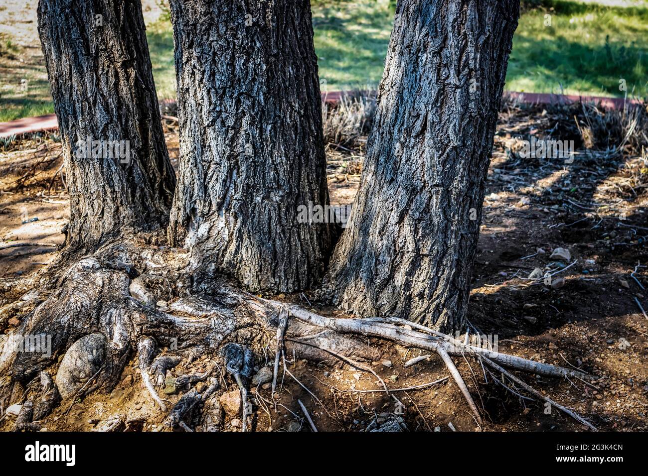 Three connected trees are growing together in the rail park Stock Photo ...