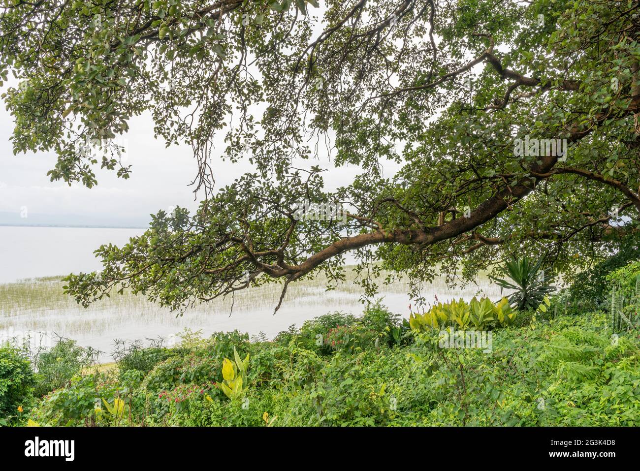 Beautiful Hawassa lake Stock Photo - Alamy