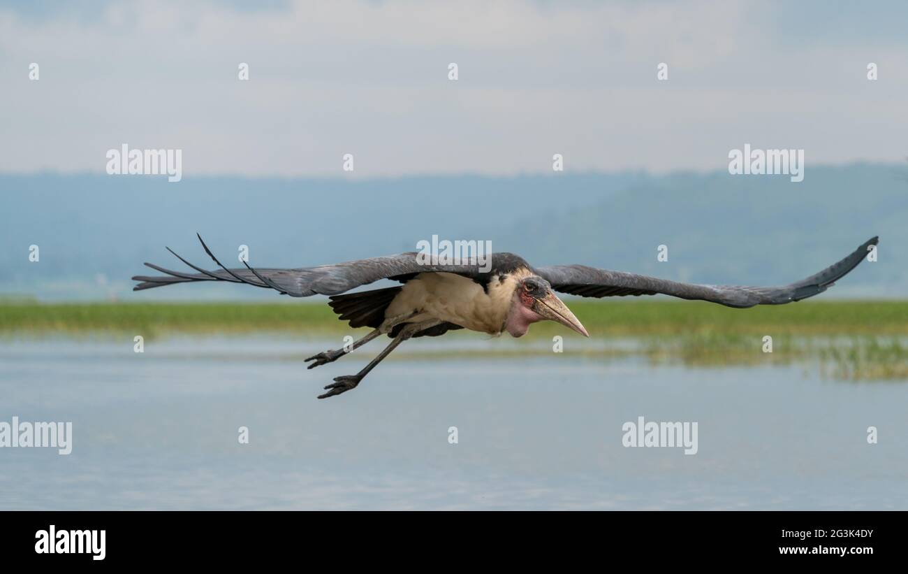 Marabou bird flight flying hi-res stock photography and images - Alamy