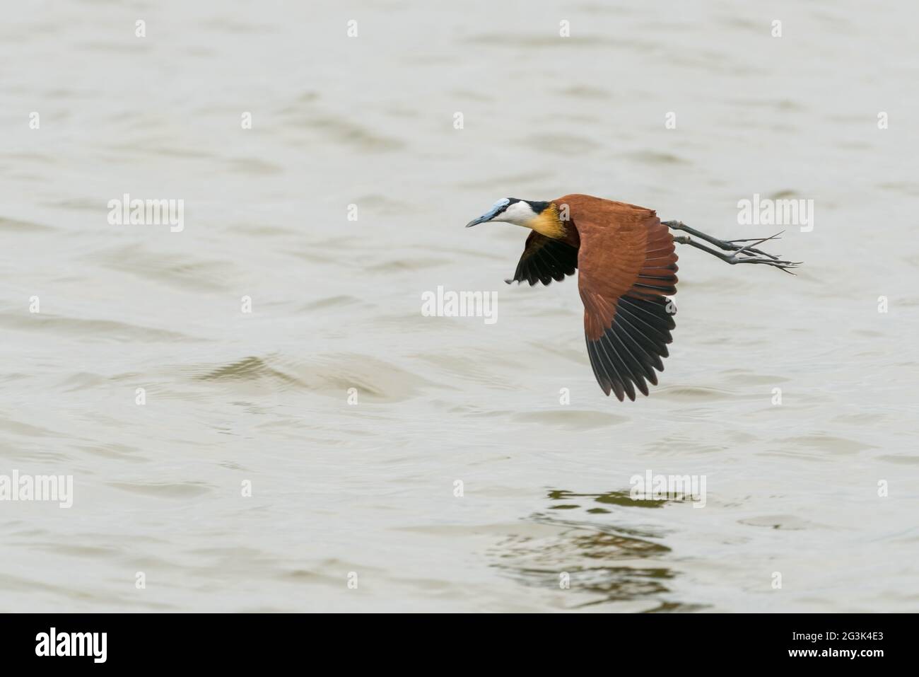 Jacana bird in nature hi-res stock photography and images - Alamy
