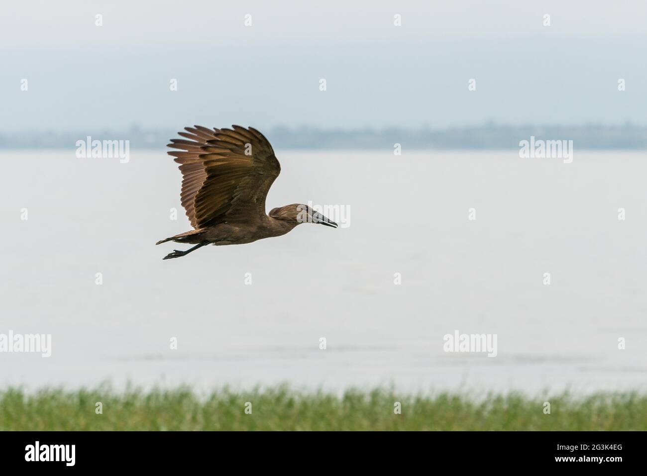 Hamerkop in flight hi-res stock photography and images - Alamy