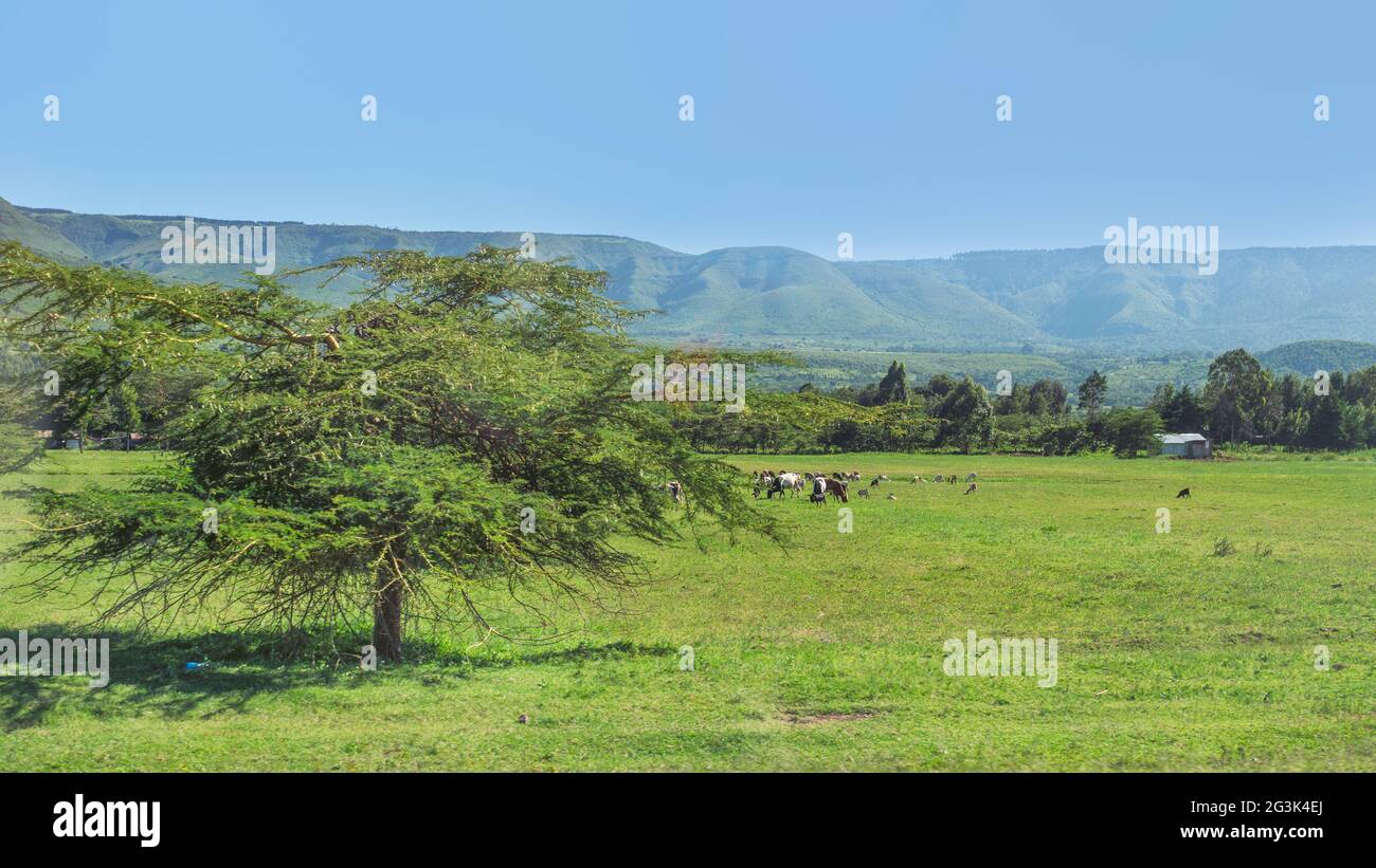 Farm Animals Grazing B