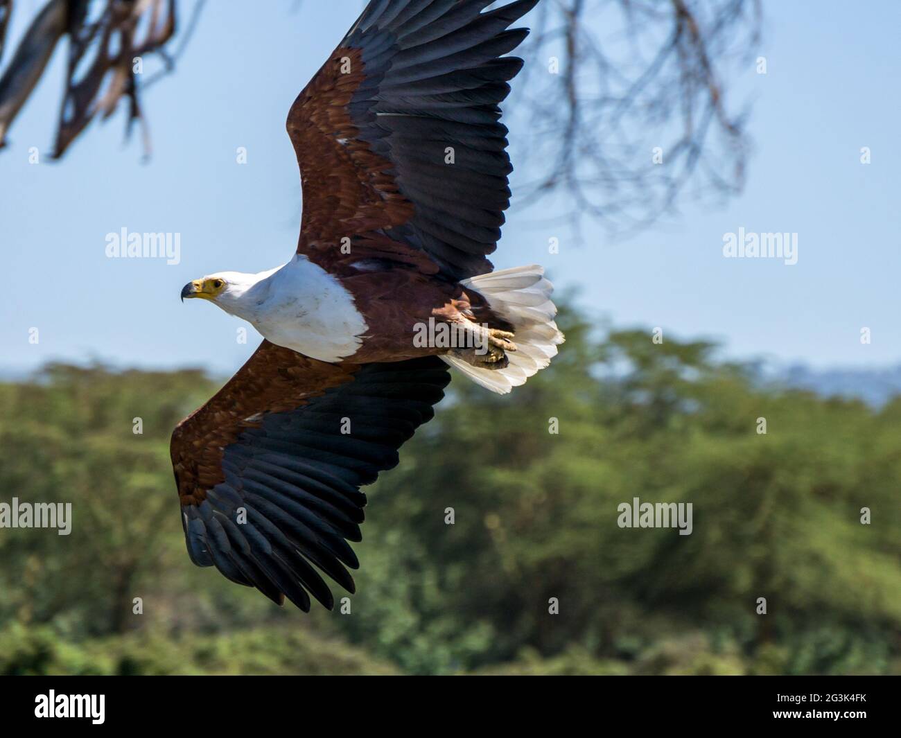 Fish eagle hi-res stock photography and images - Alamy