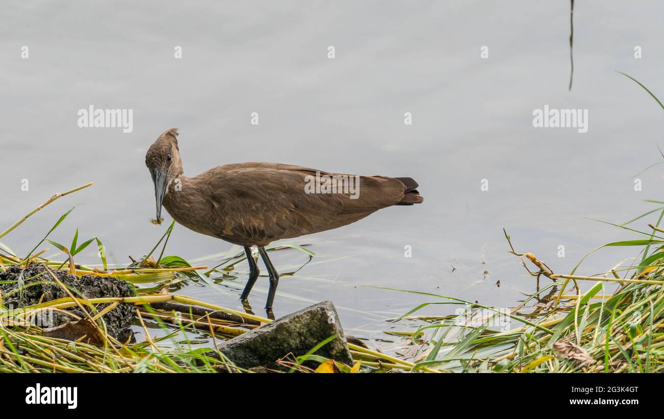 Hamerkop by water hi-res stock photography and images - Alamy