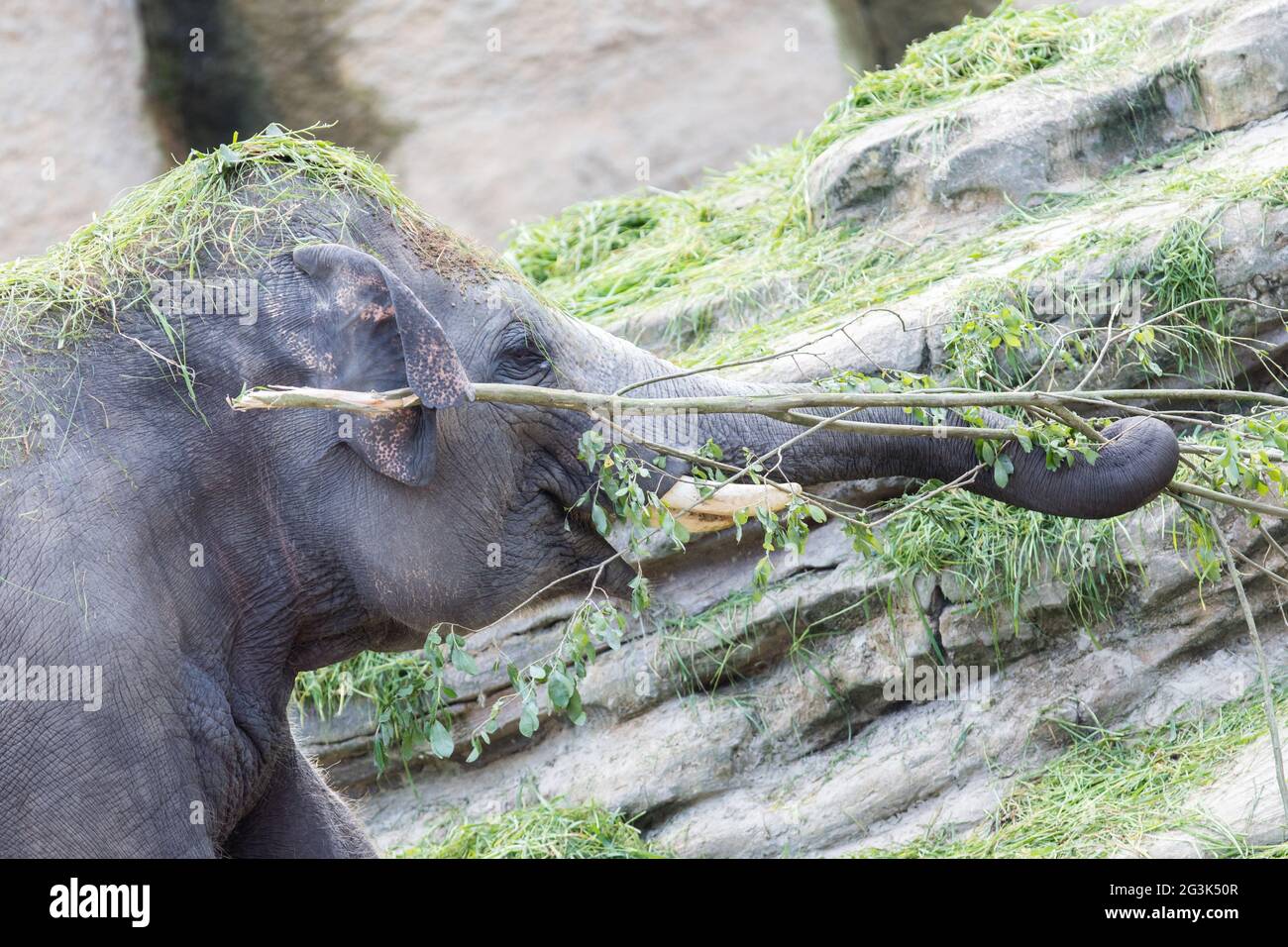 Asian elephant playing Stock Photo - Alamy