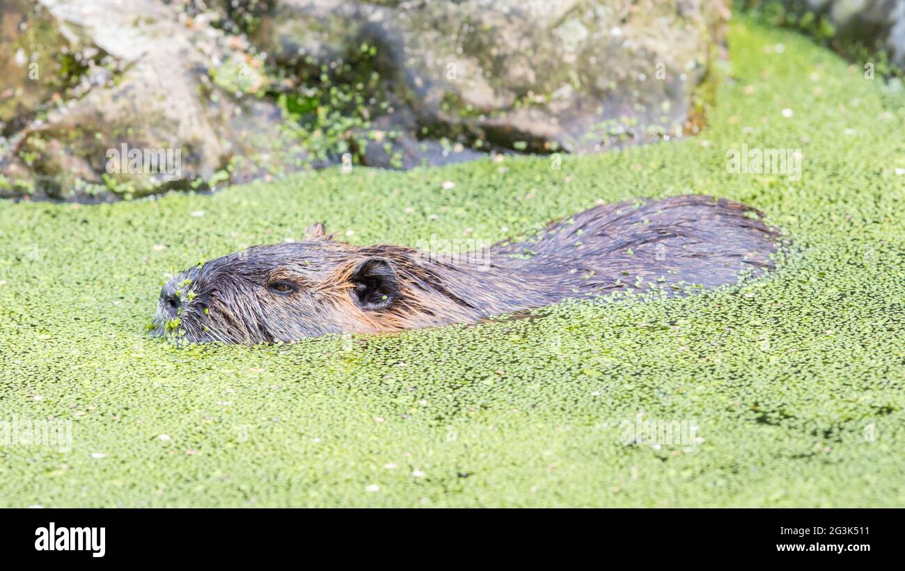 Myocastor coypus, single mammal Stock Photo - Alamy