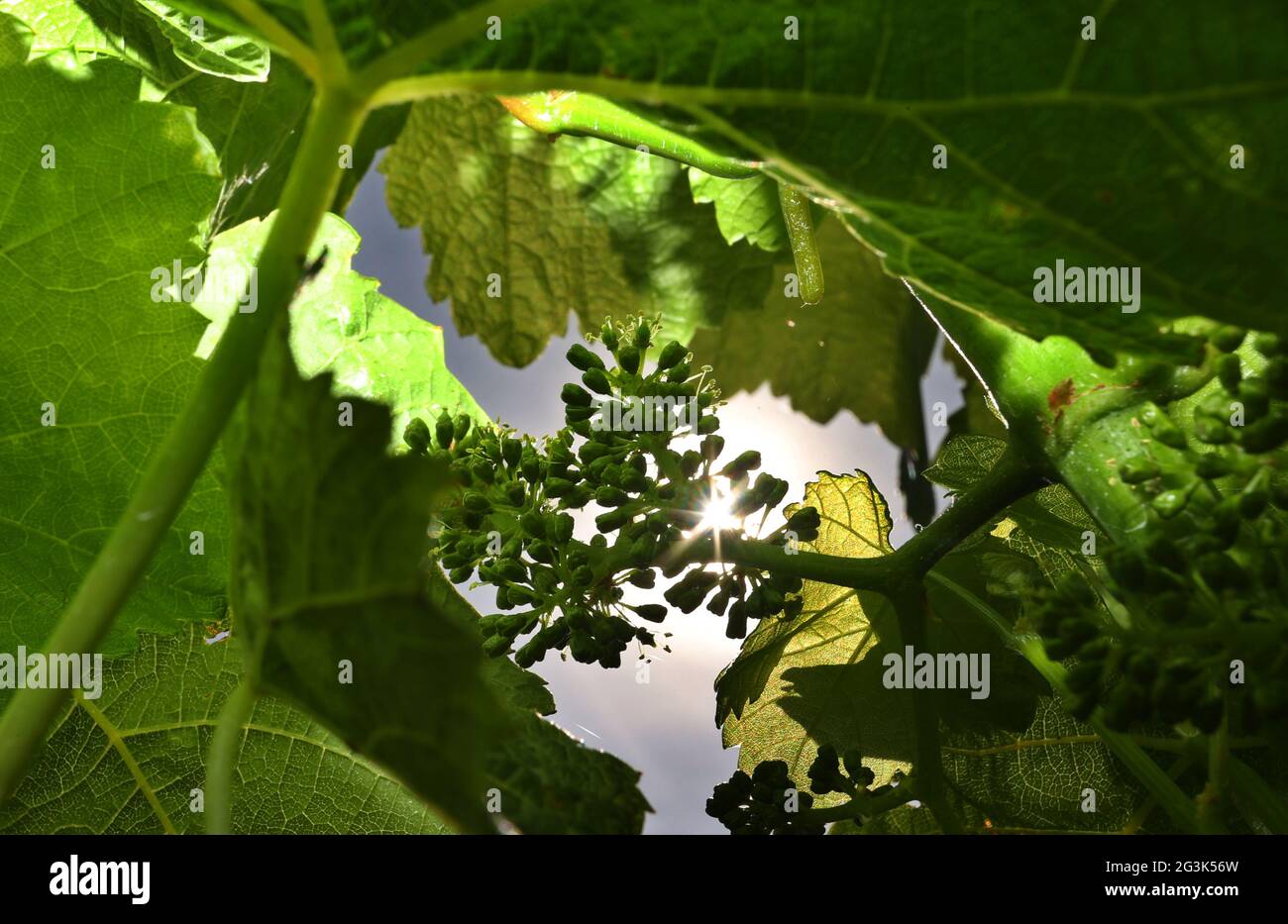 Escherndorfer lump hi-res stock photography and images - Alamy
