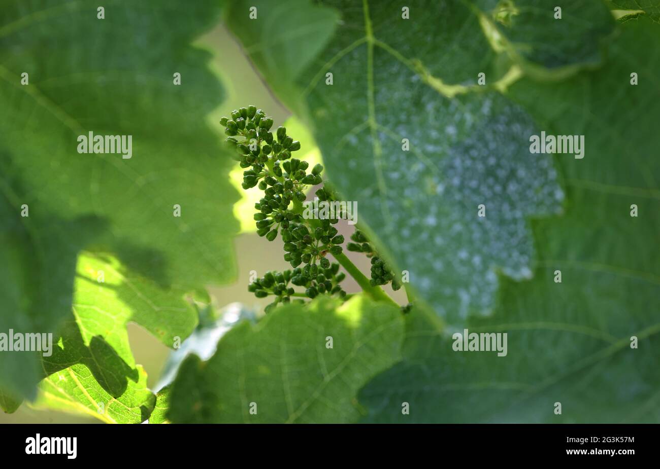 Escherndorf, Germany. 16th June, 2021. Young grapes are standing in the ...
