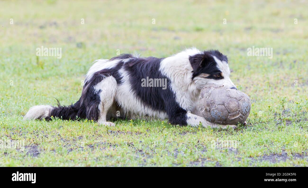 Playful Border collie Stock Photo - Alamy