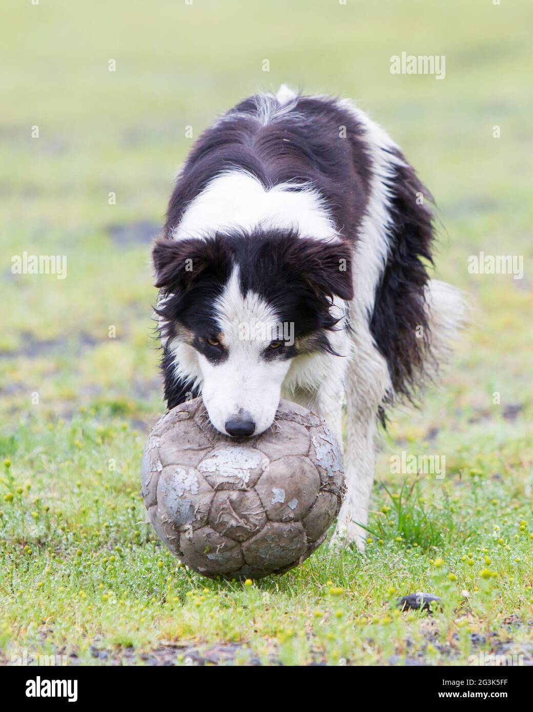Playful Border collie Stock Photo - Alamy