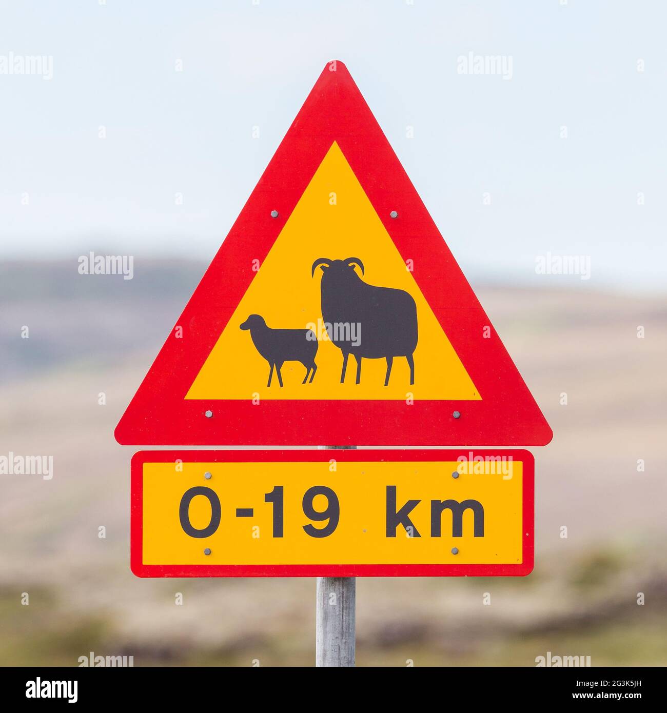 Real Sheep Crossing traffic sign Stock Photo - Alamy