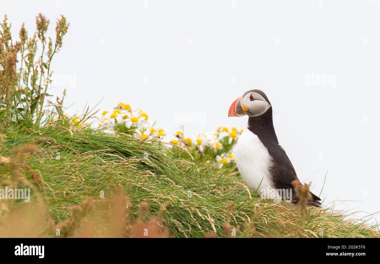Colorful Puffin isolated in natural environment Stock Photo - Alamy