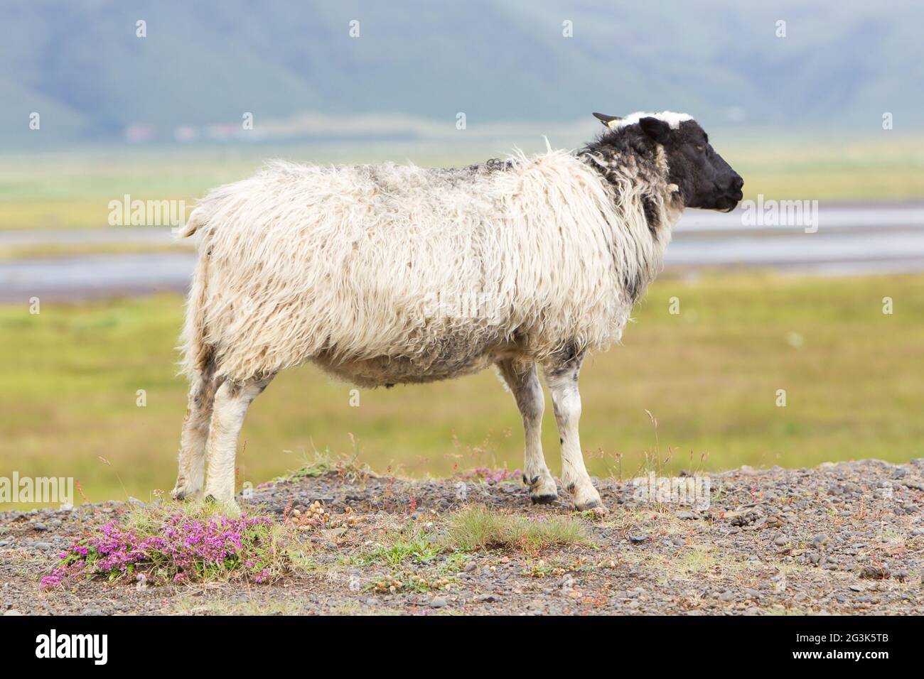 Single Icelandic sheep Stock Photo - Alamy