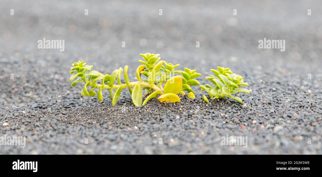Weed flower growing on stone hi-res stock photography and images - Alamy