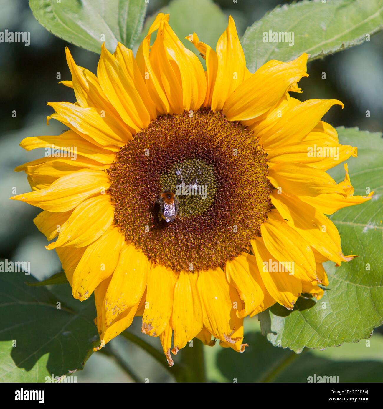 Single sunflower blooming Stock Photo - Alamy