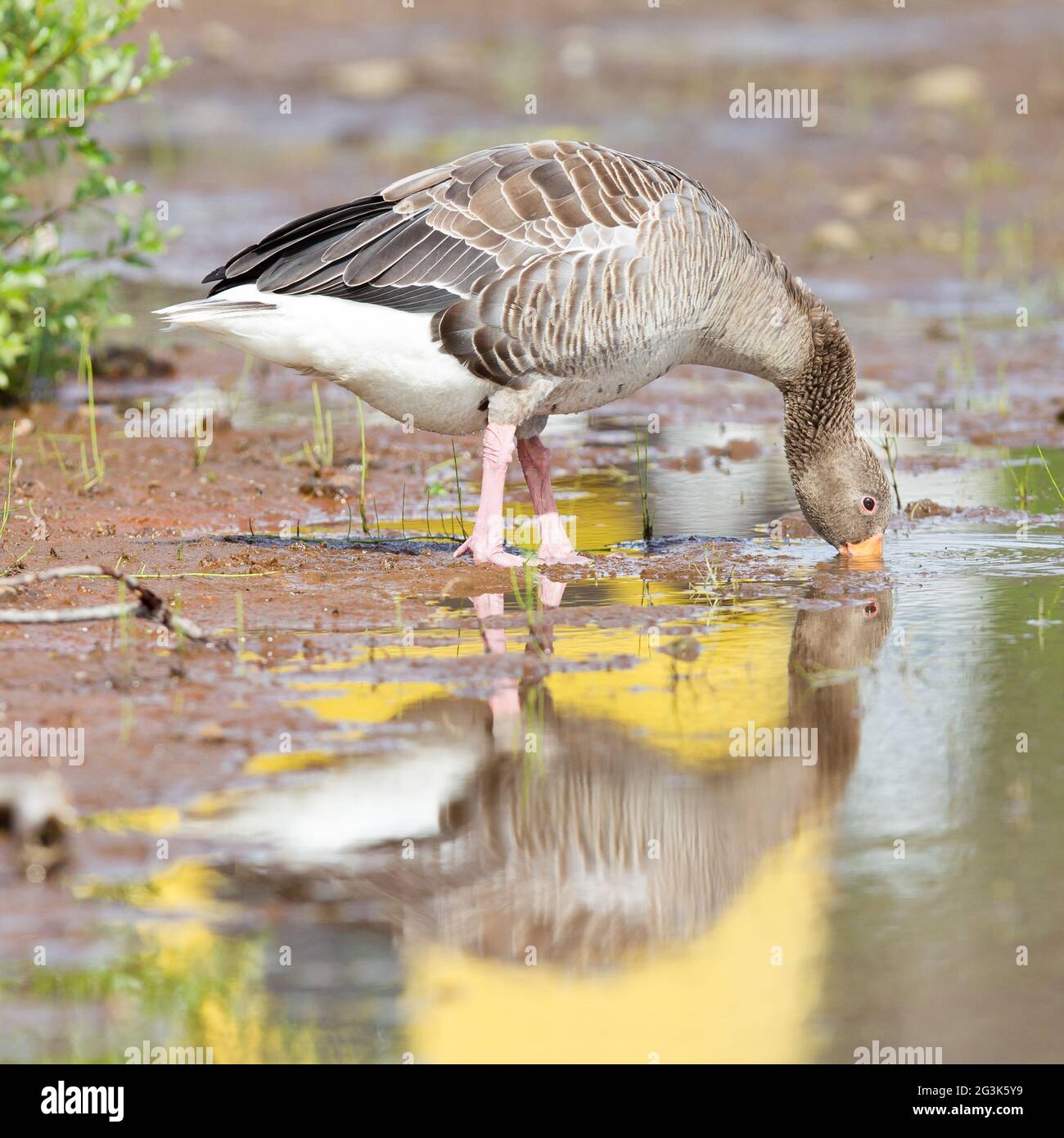 Goose anser drinking water hi-res stock photography and images - Alamy