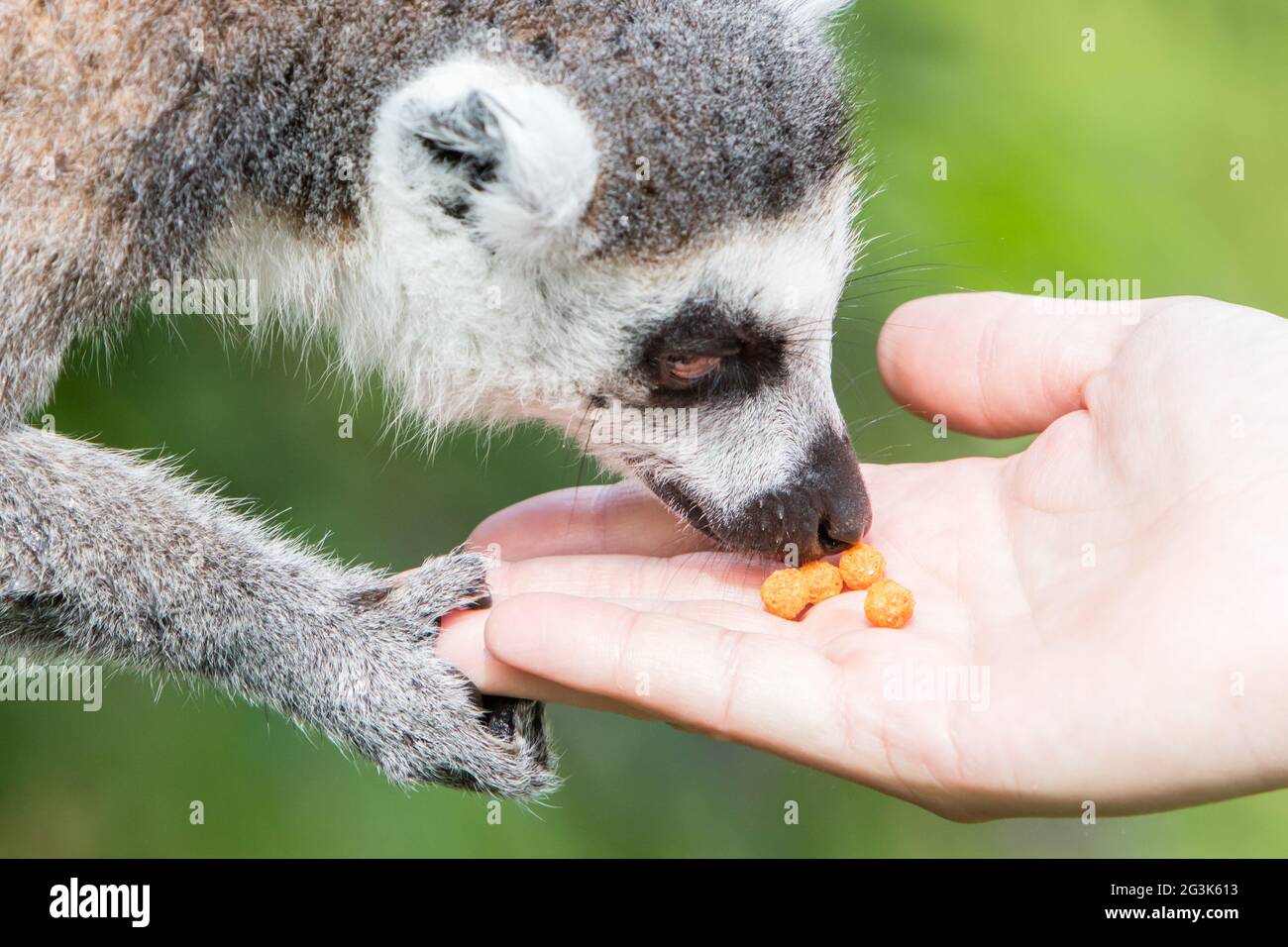 Lemur madagascar human hi-res stock photography and images - Alamy