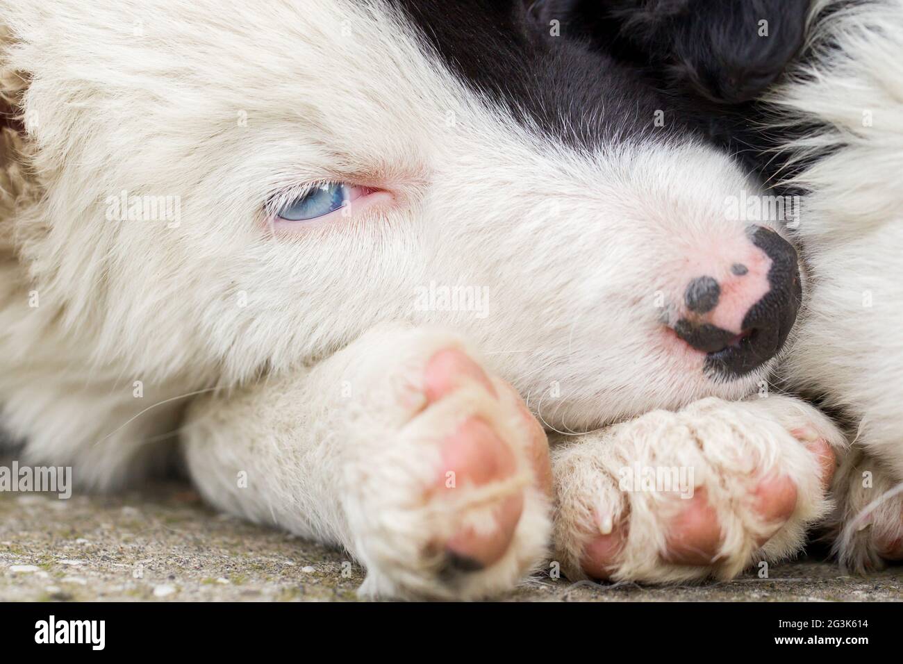Border Collie puppy on a farm Stock Photo - Alamy