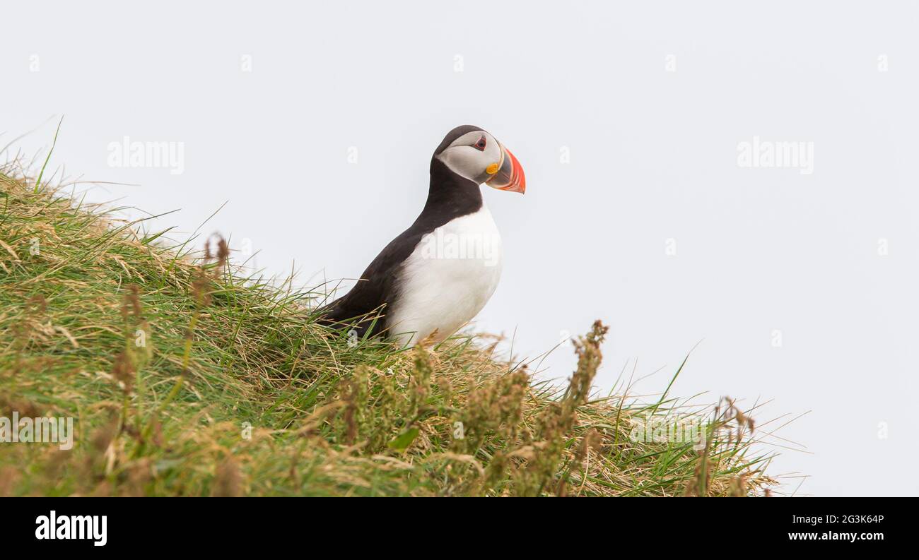 Colorful Puffin isolated in natural environment Stock Photo - Alamy