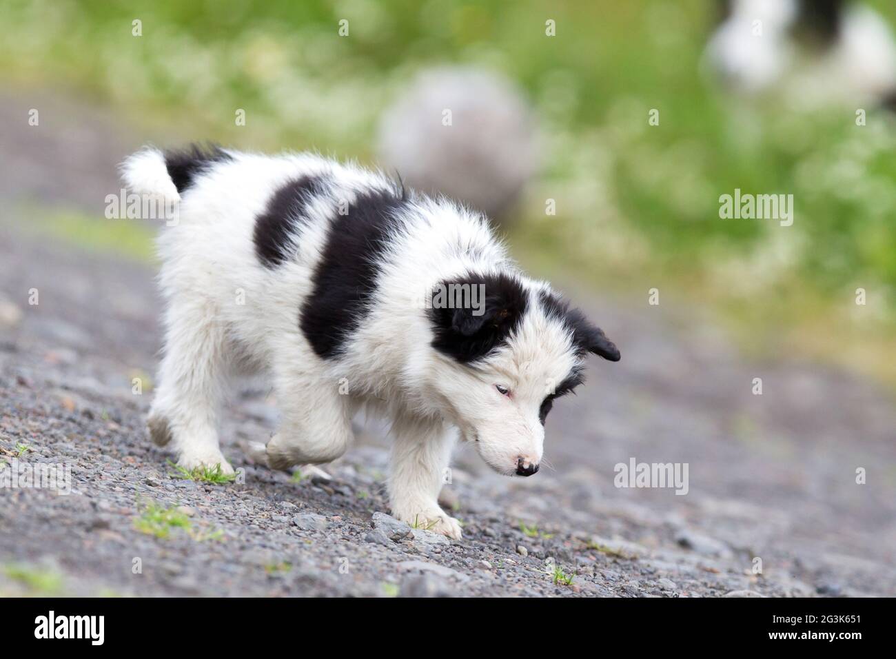 Small Border Collie puppy on a farm Stock Photo - Alamy