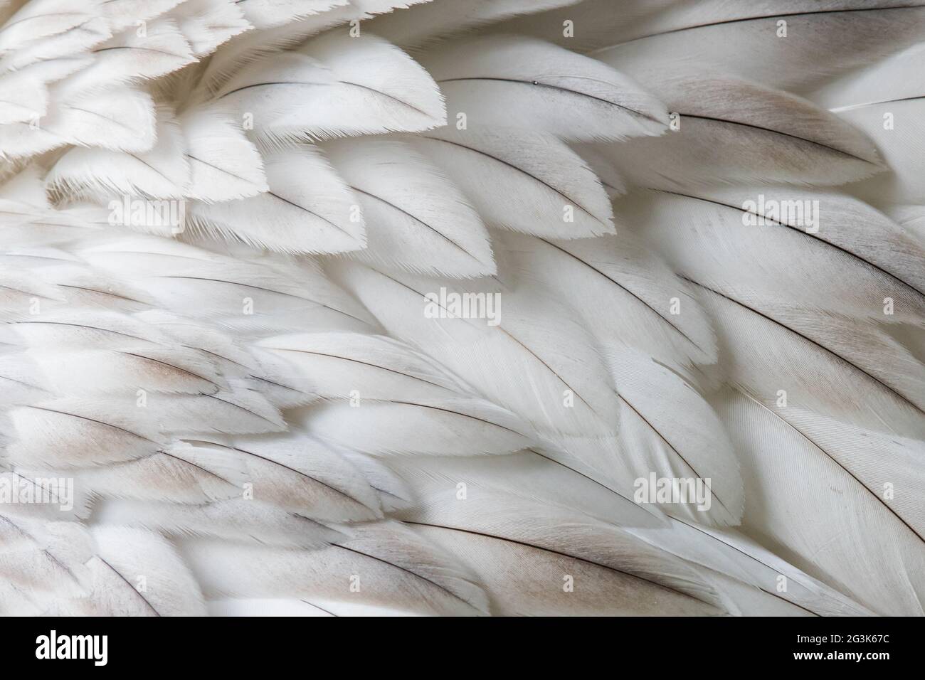 White fluffy feather closeup Stock Photo - Alamy