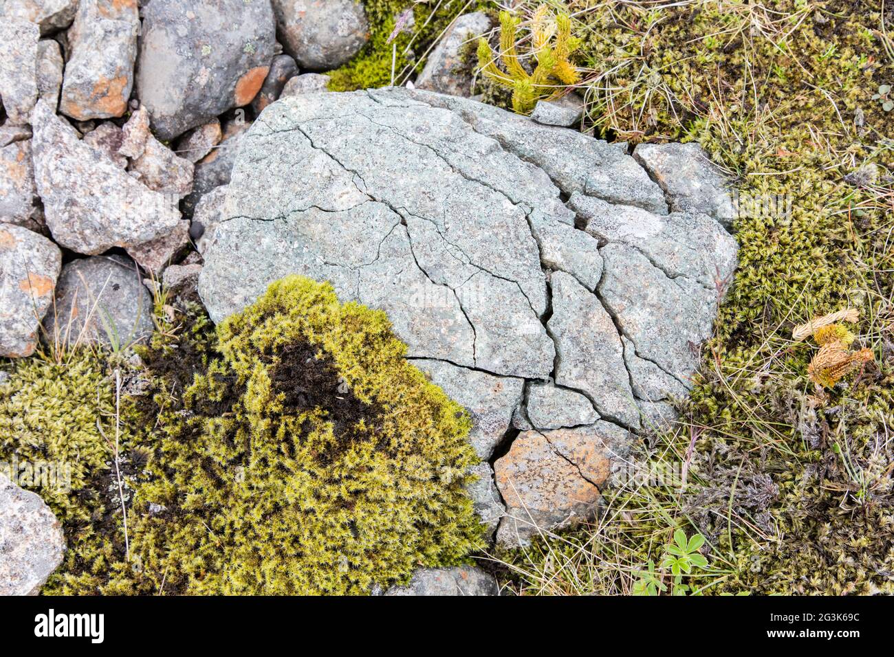 Frost leaves Destructive Patterns in a Stone Stock Photo - Alamy