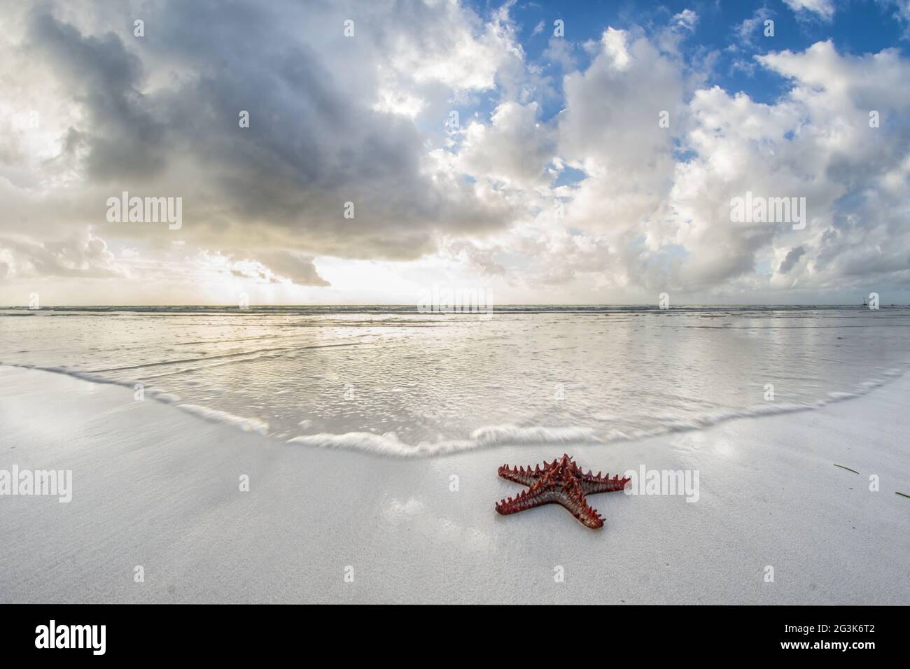 White starfish beach hi-res stock photography and images - Alamy