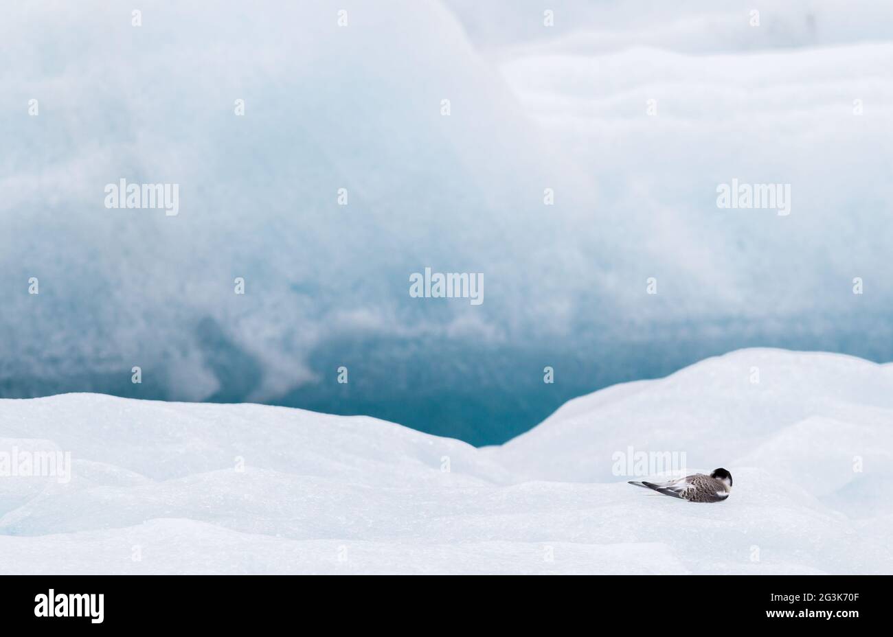 Iceland birdlife hi-res stock photography and images - Alamy