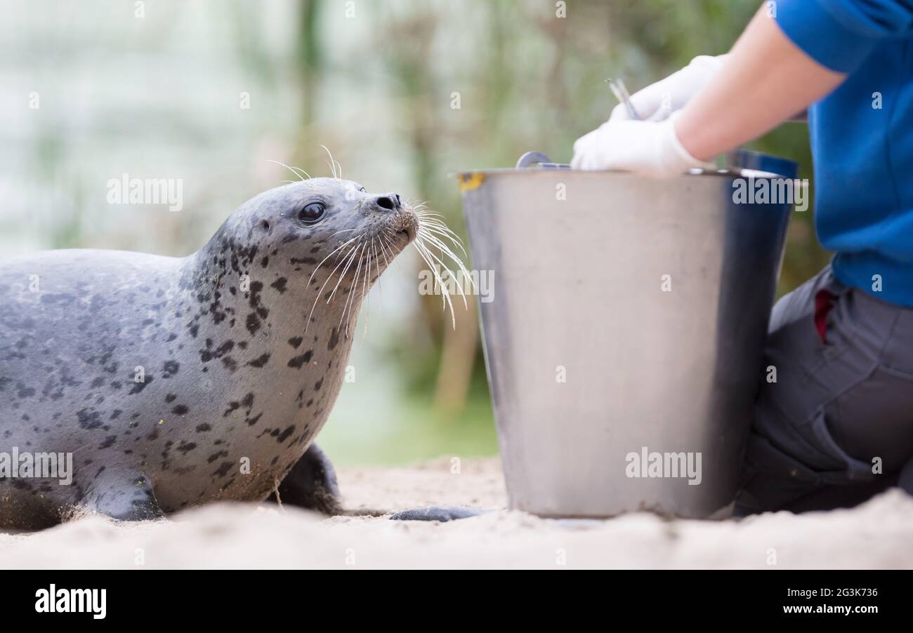 Seal being fed Stock Photo - Alamy