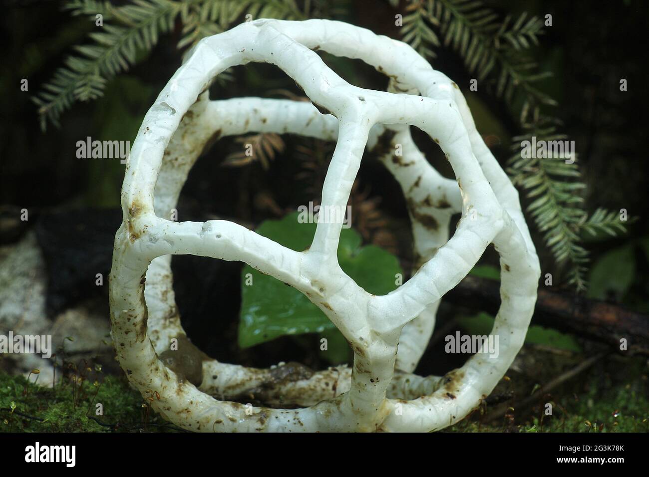 Cibarium fungus hi-res stock photography and images - Alamy