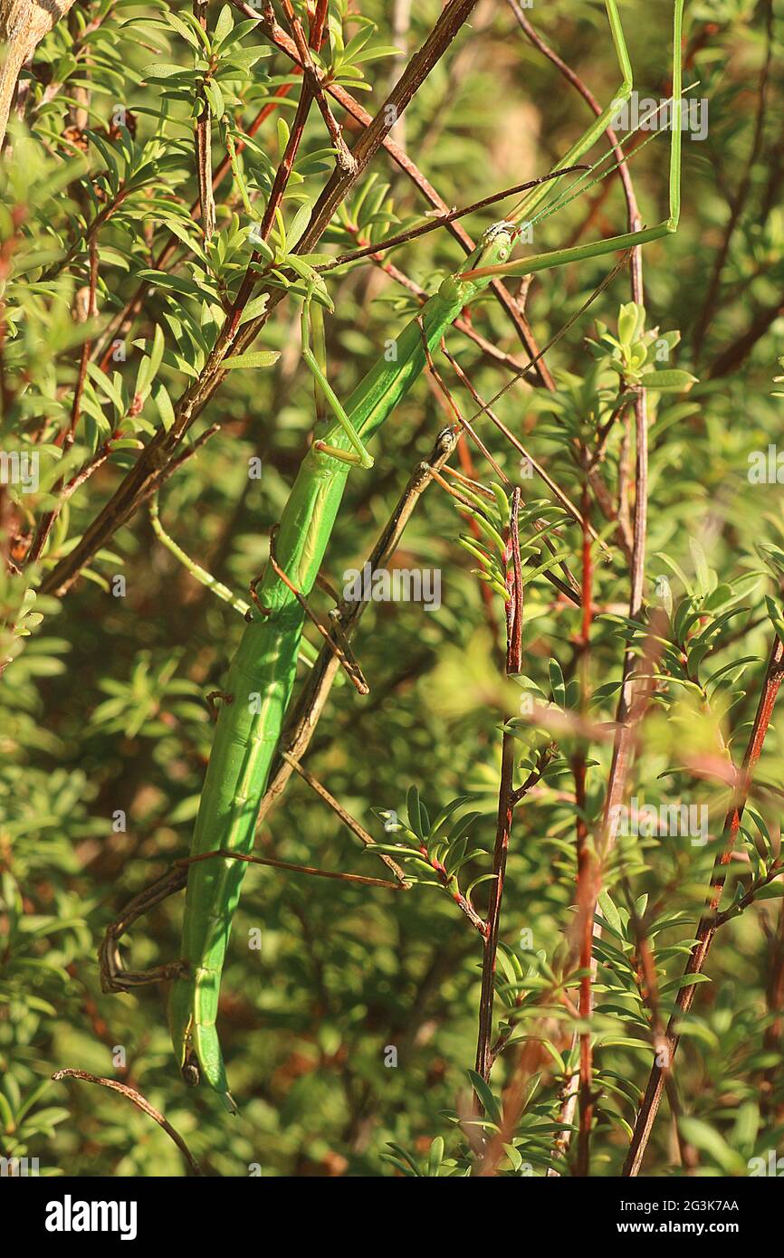 smooth stick insect (Clitarchus hookeri) pair copulating Stock Photo ...