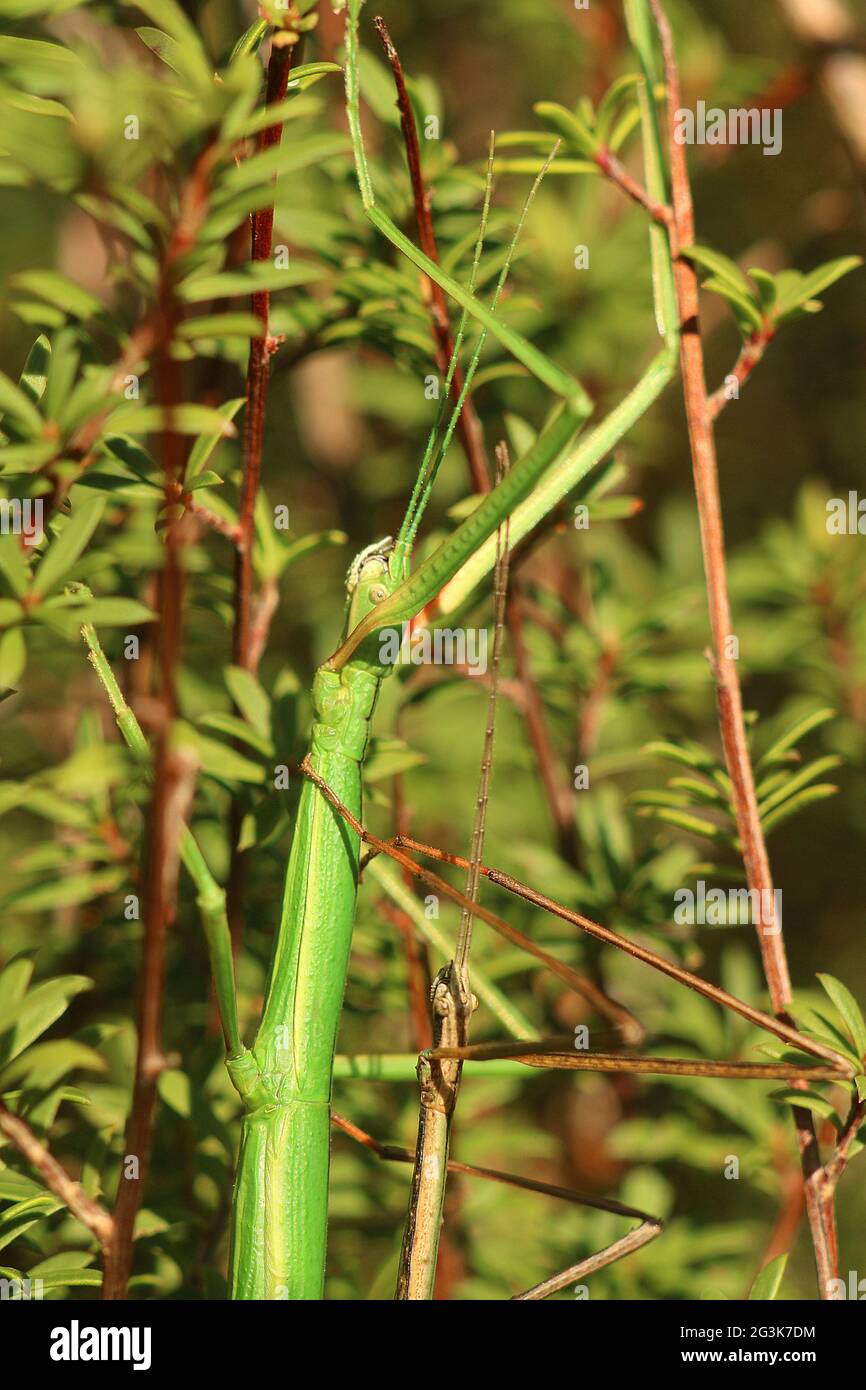 smooth stick insect (Clitarchus hookeri) pair copulating Stock Photo ...