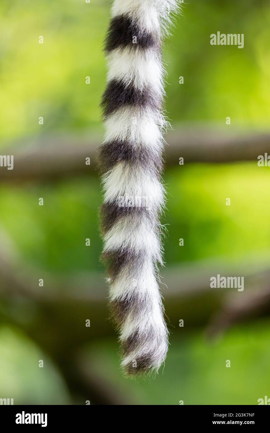 Close up of a ring-tailed lemur tail texture Stock Photo - Alamy