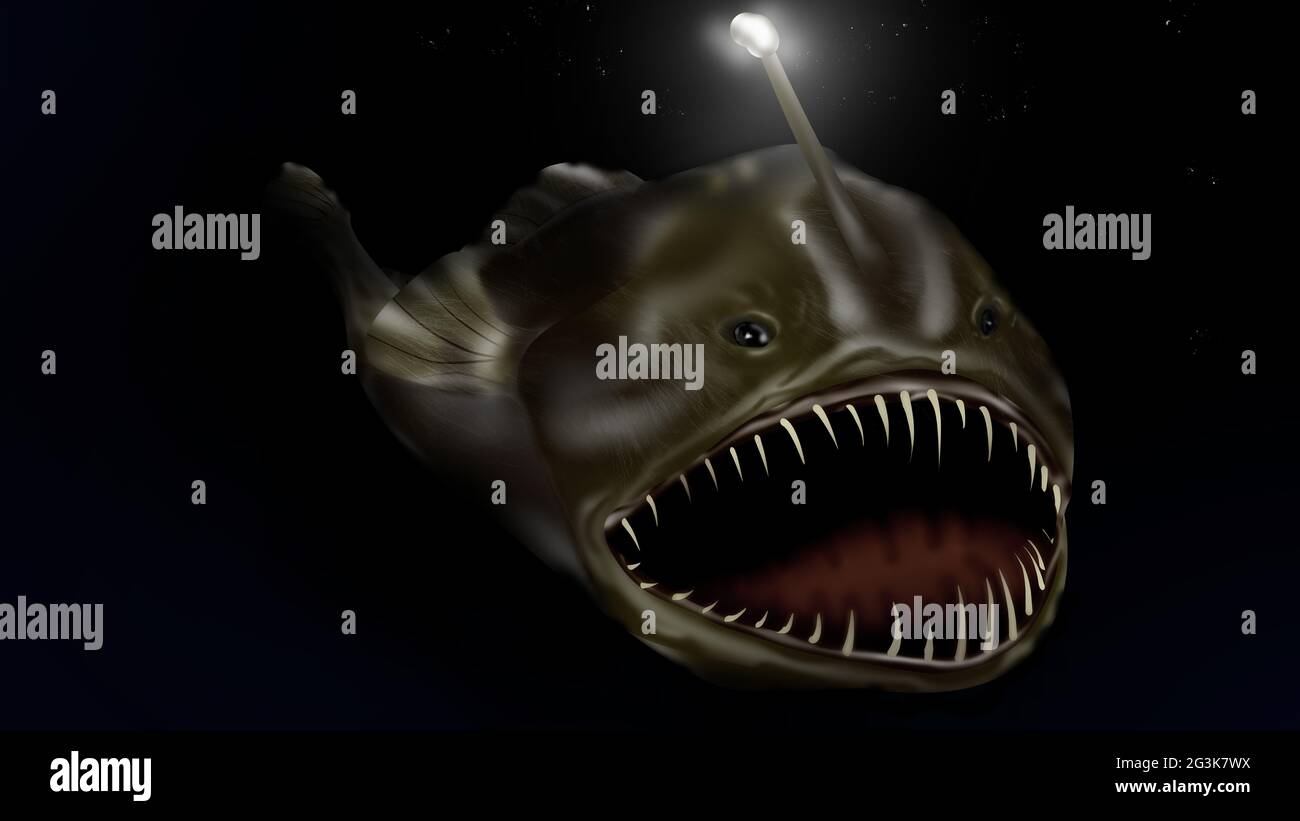 Anglerfish species hi-res stock photography and images - Alamy