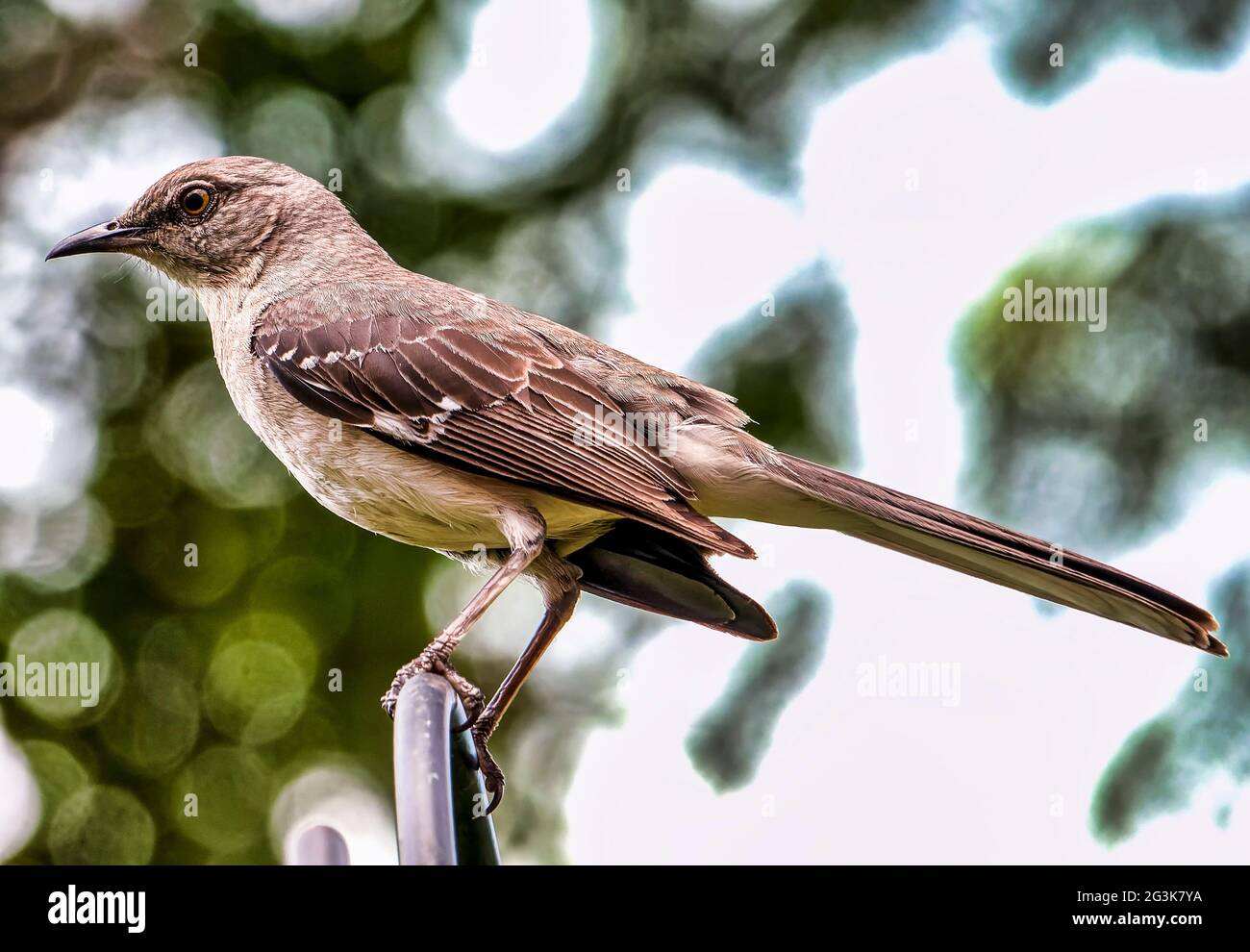 Northern Mockingbird on the alert Stock Photo - Alamy