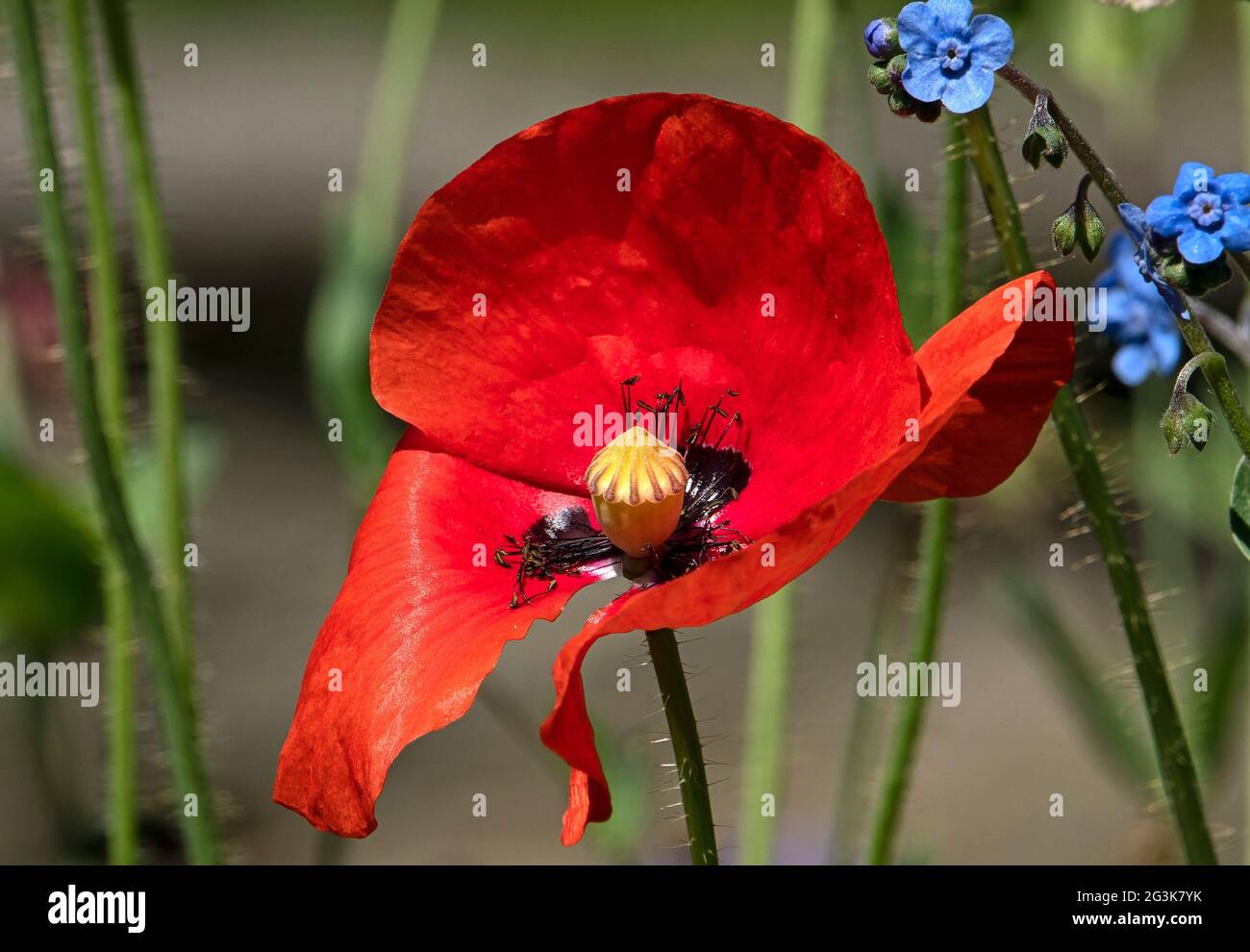Ornamental poppy glowing in the garden Stock Photo - Alamy